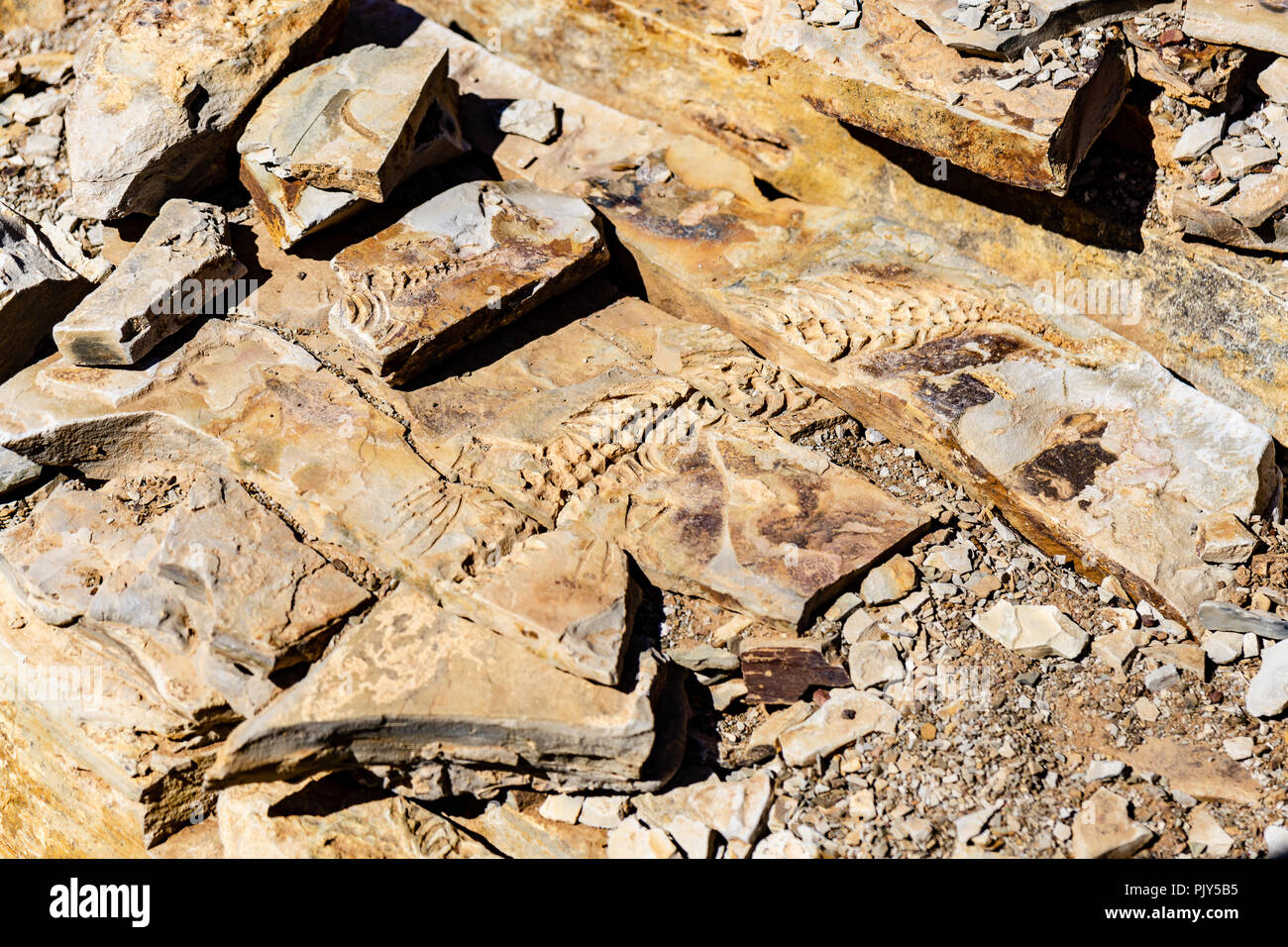 fossil mesosaurus africa namibia summer Stock Photo - Alamy