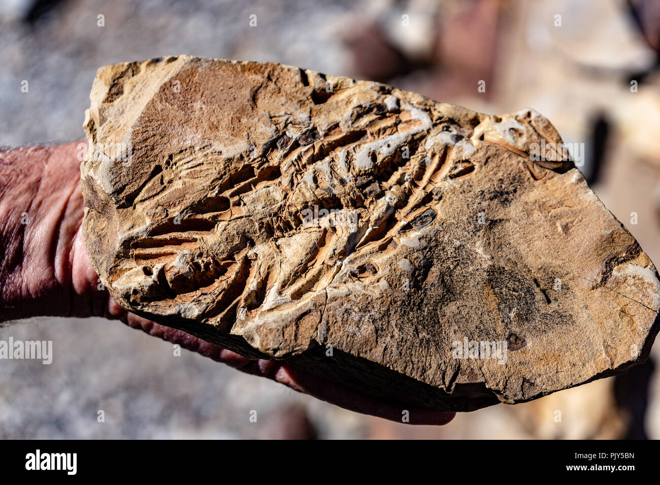 fossil dinosaur mesosaurus Stock Photo - Alamy