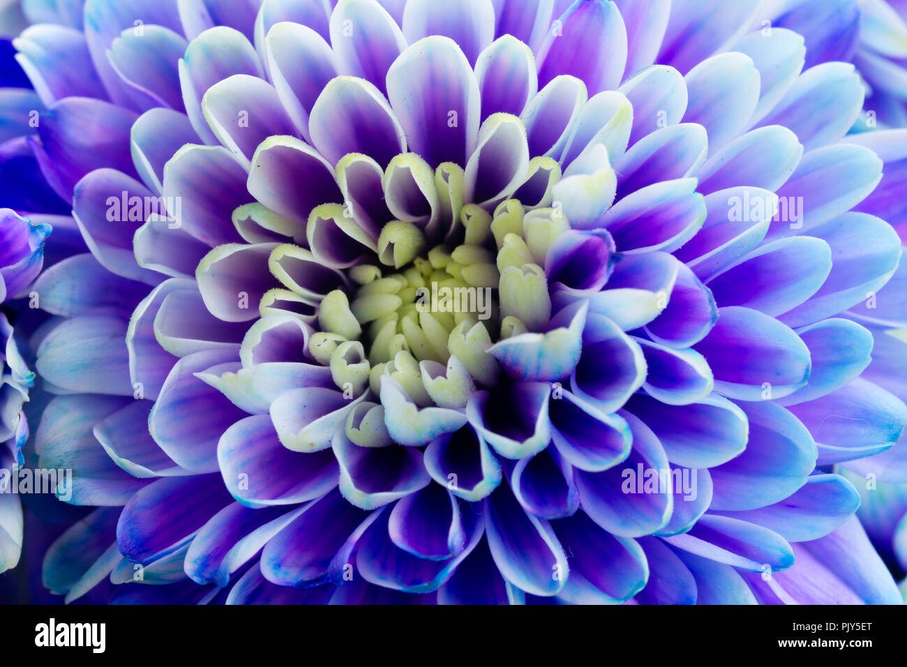 Blue chrysanthemum flowers hi-res stock photography and images - Alamy