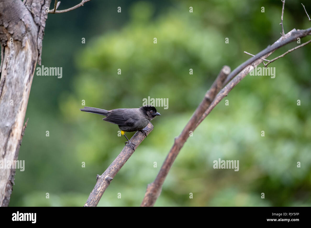 Yellow-thighed finch (Pselliophorus tibialis) in Costa Rica Stock Photo ...