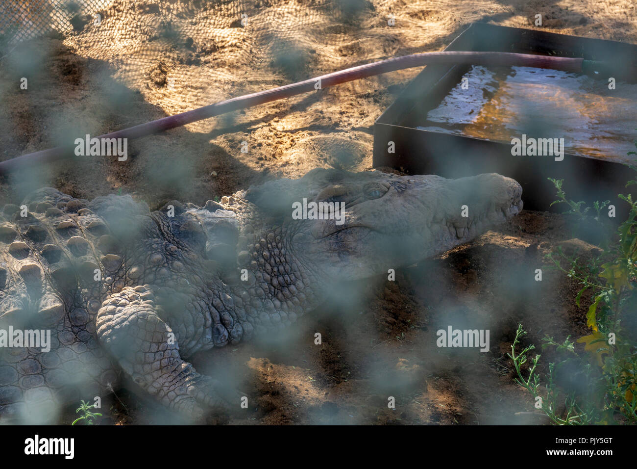 Crocodile fence hi-res stock photography and images - Alamy