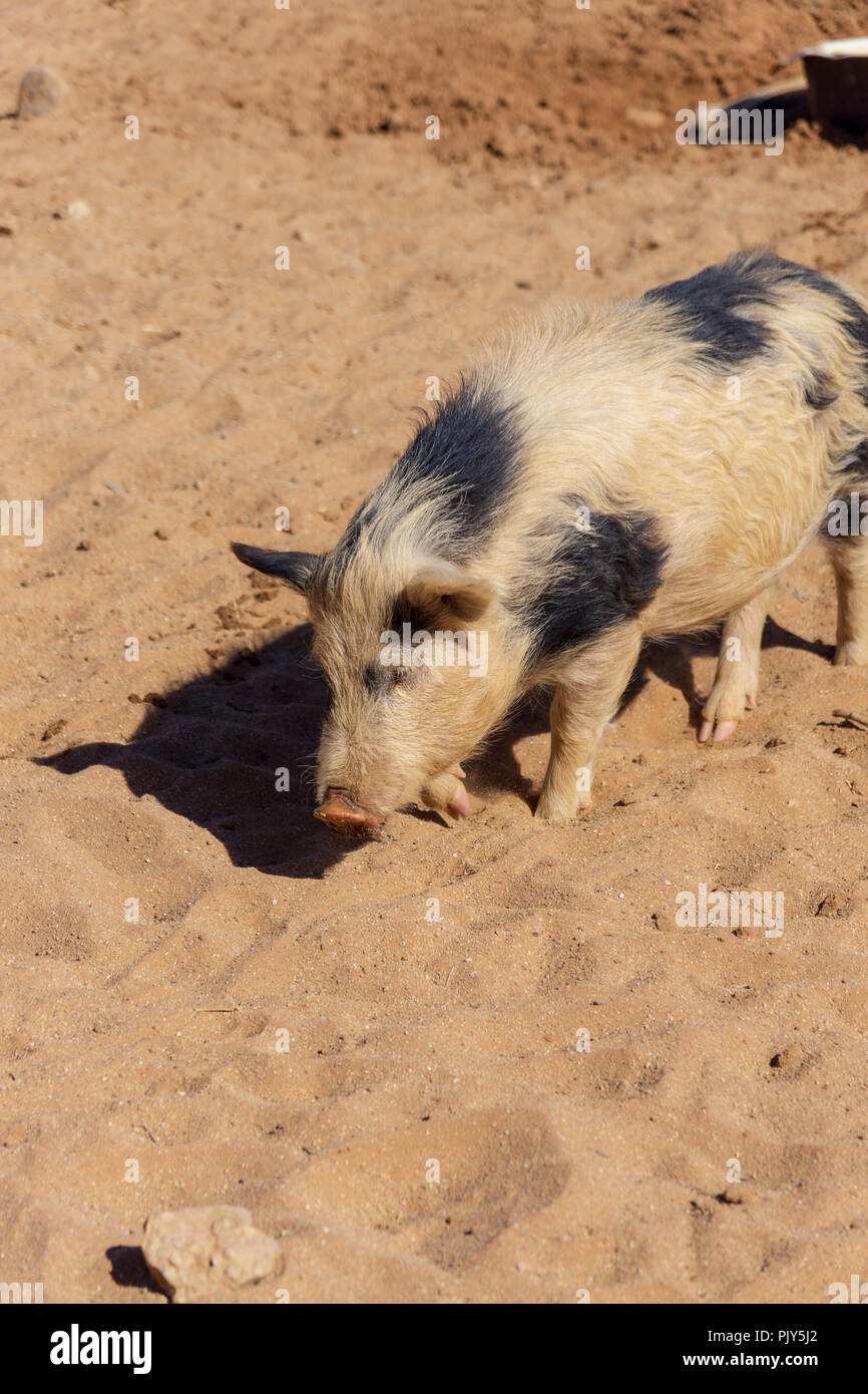 Sand meat hi-res stock photography and images - Alamy