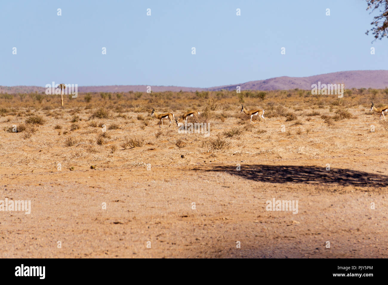 Namibian springbok hi-res stock photography and images - Alamy