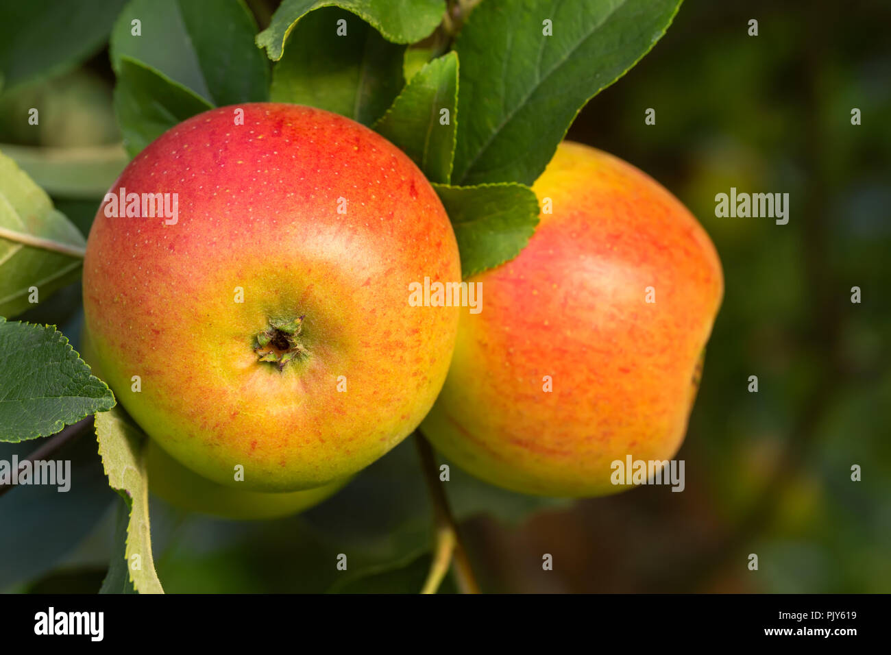 King pippins hi-res stock photography and images - Alamy