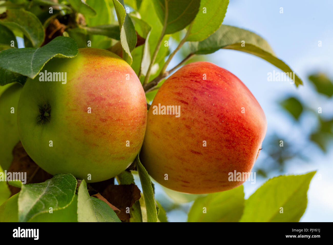 King of pippins hi-res stock photography and images - Alamy