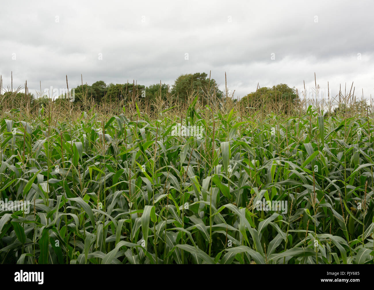 Maize field, crop growing in the north west of england in the uk Stock ...