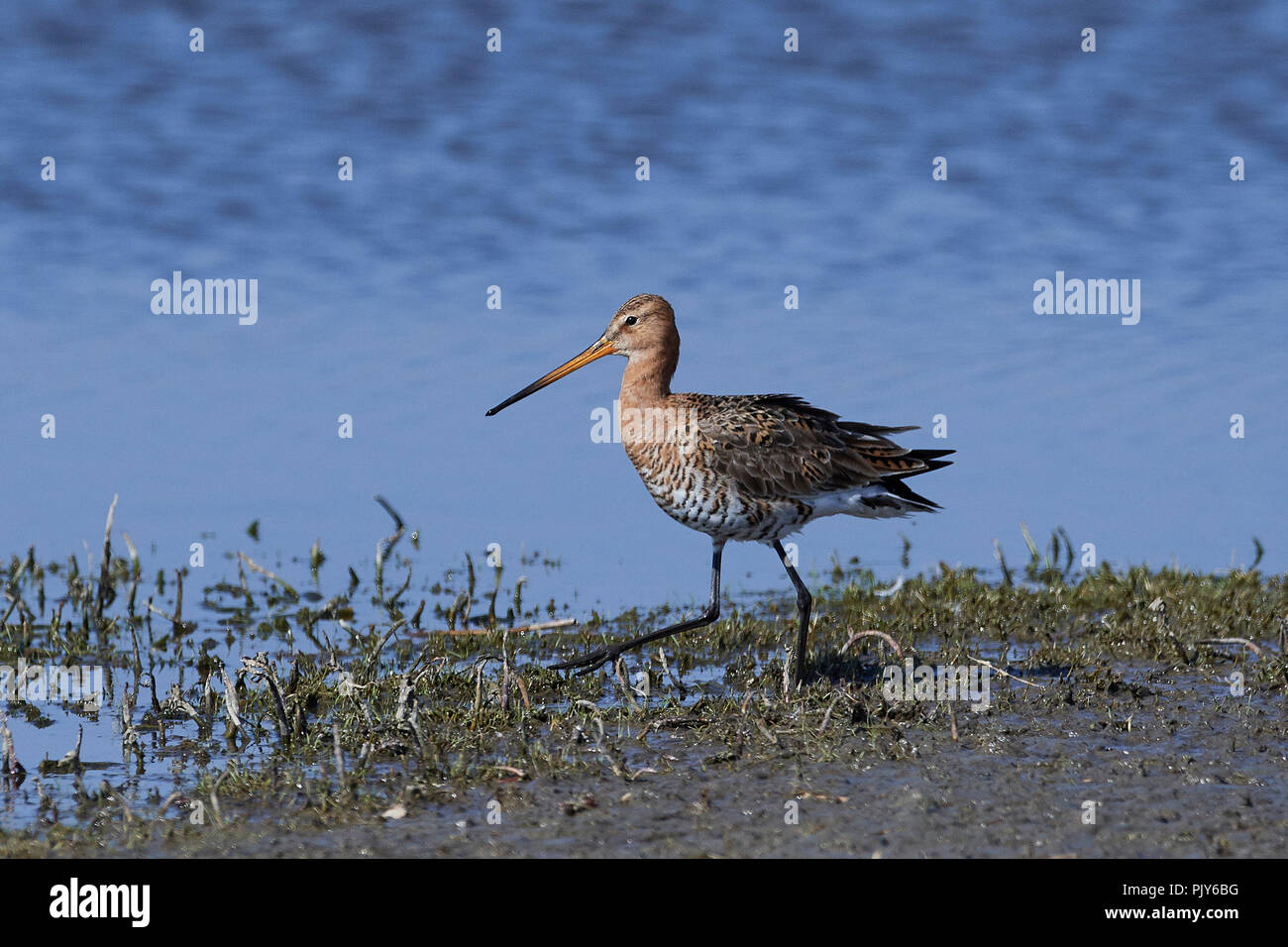 Black-tailed godwit in its natural habitat in Denmark Stock Photo - Alamy