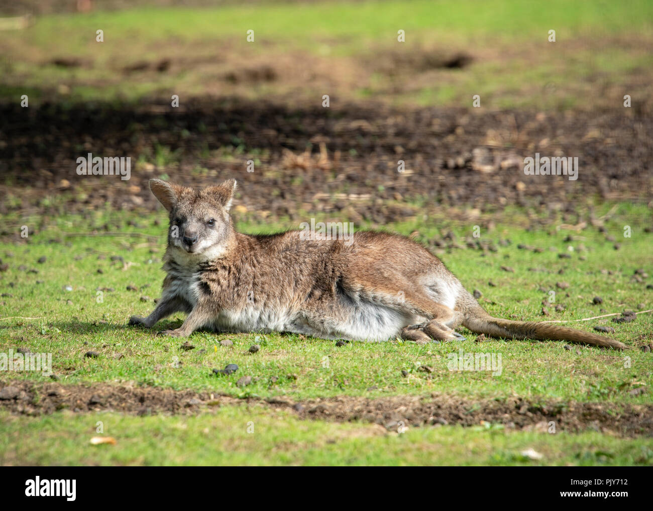 Hamerton park hi-res stock photography and images - Alamy