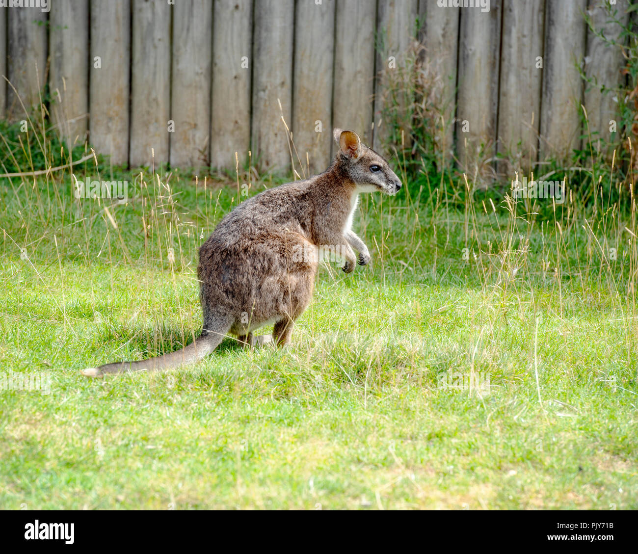 UK, Hamerton Zoo - 17 Aug 2018: Bennetts Wallaby Stock Photo - Alamy