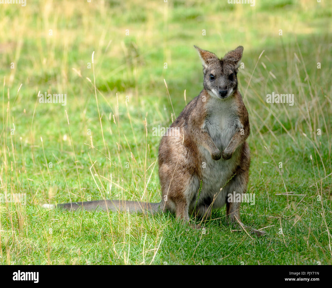 Hamerton park hi-res stock photography and images - Alamy