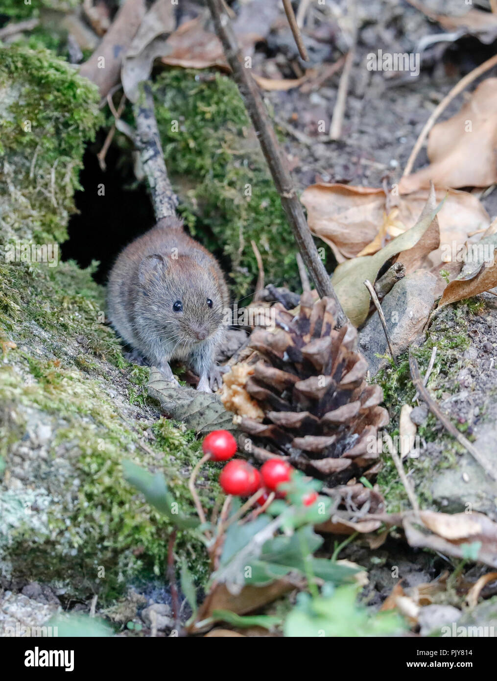 Bank Vole (Myodes glareolus| Stock Photo - Alamy