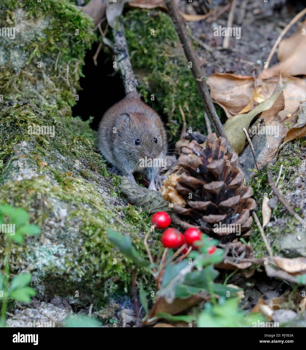 Bank Vole (Myodes glareolus| Stock Photo - Alamy