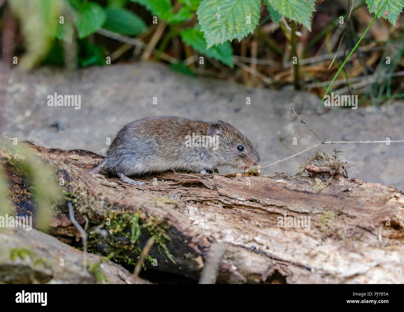 Bank Vole (Myodes glareolus| Stock Photo - Alamy