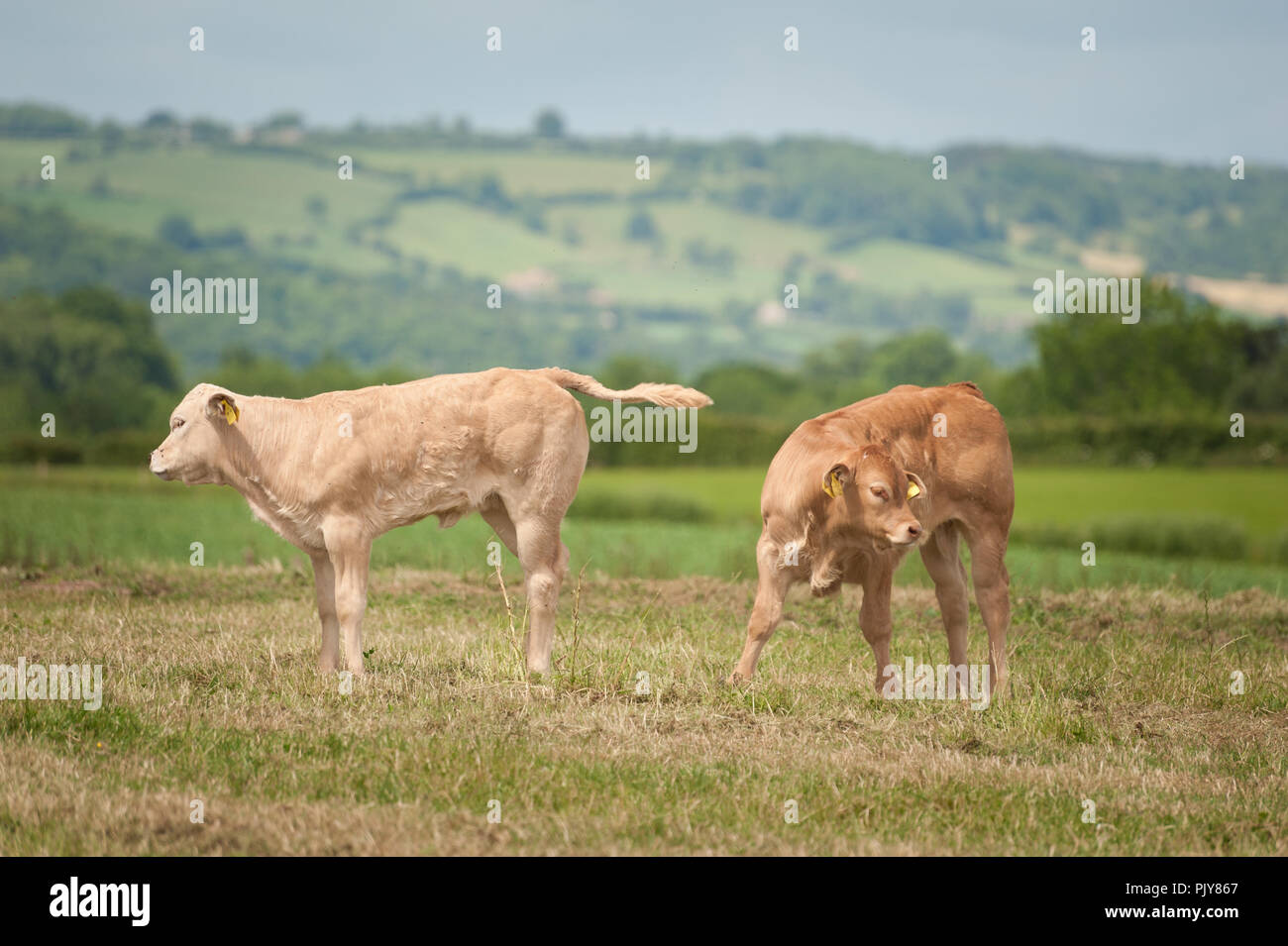 England field heat haze hi-res stock photography and images - Alamy