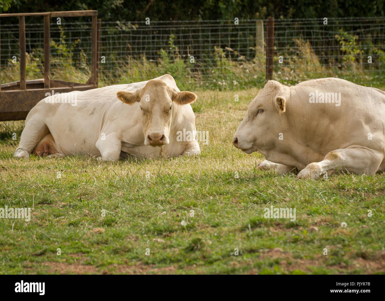 Two sleeping cows hi-res stock photography and images - Alamy