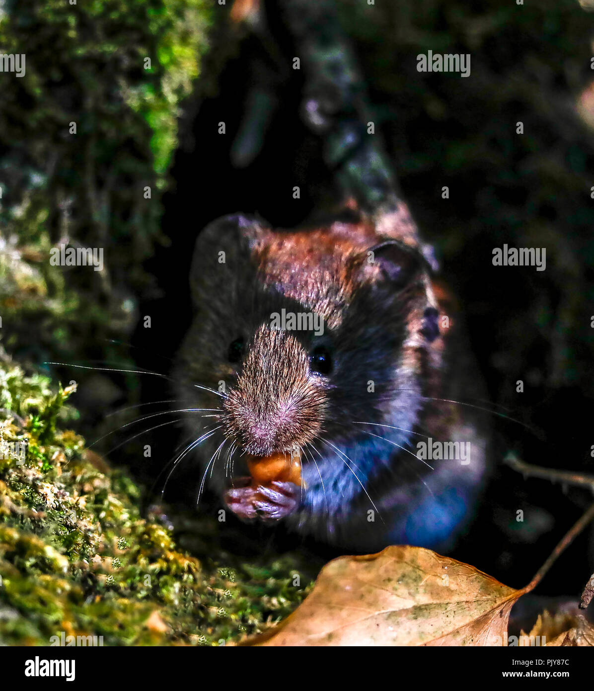Bank Vole (Myodes glareolus Stock Photo - Alamy