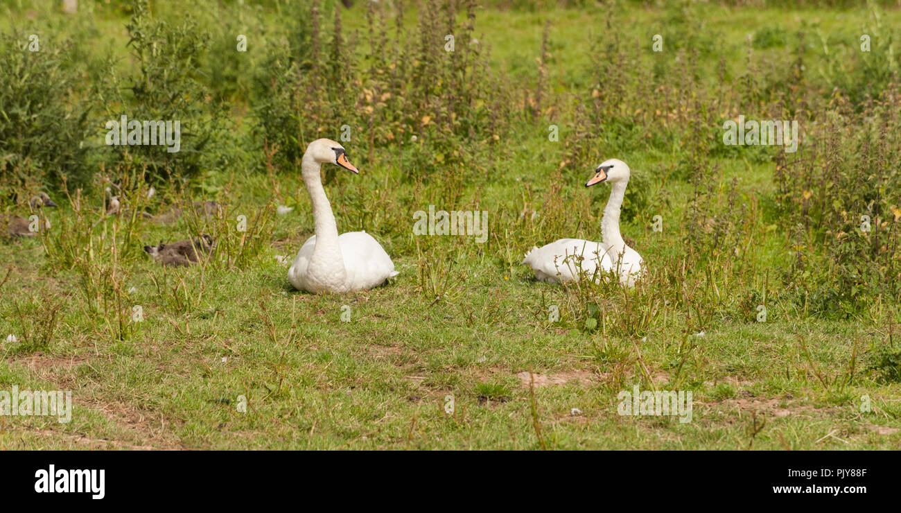 Two mates hi-res stock photography and images - Alamy