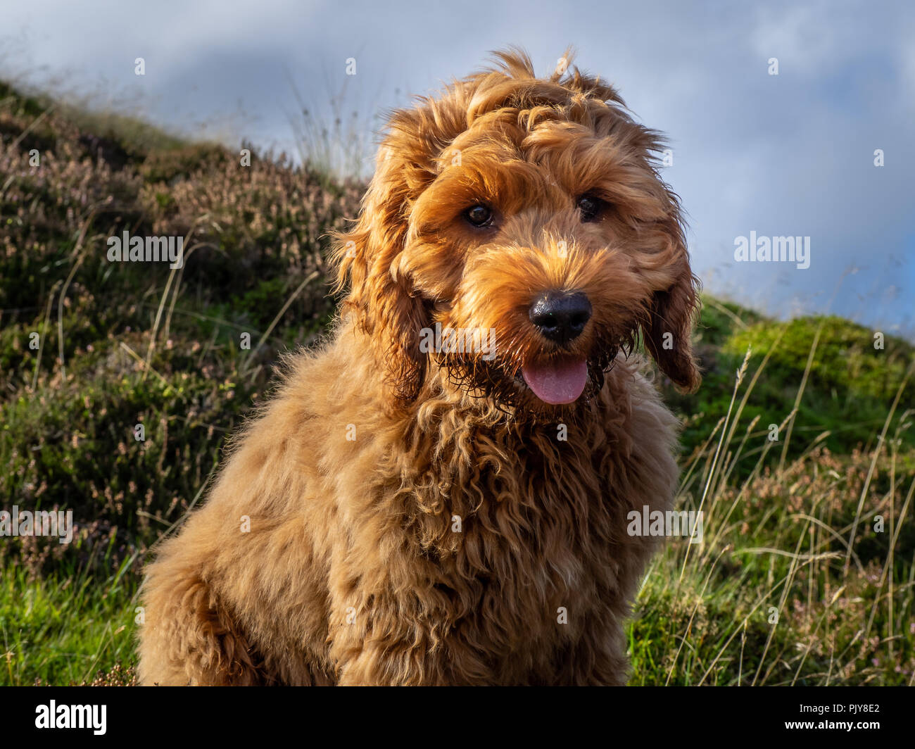 Puppy face hi-res stock photography and images - Alamy