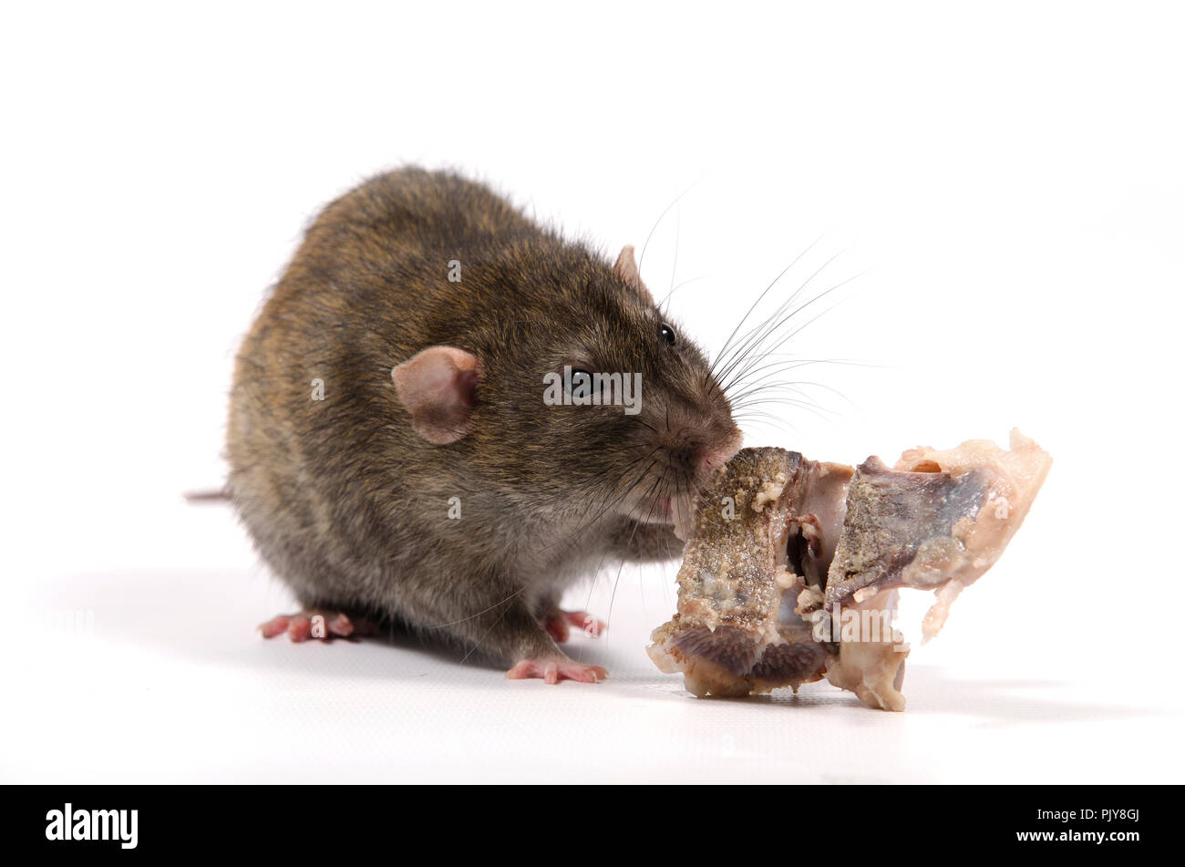 A rat gnaws meat from bones on a white background Stock Photo - Alamy