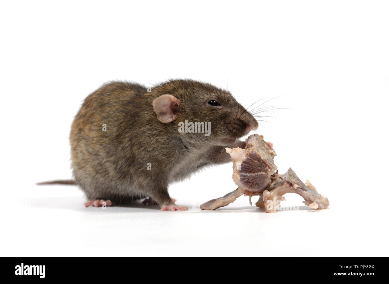 A rat gnaws meat from bones on a white background Stock Photo - Alamy