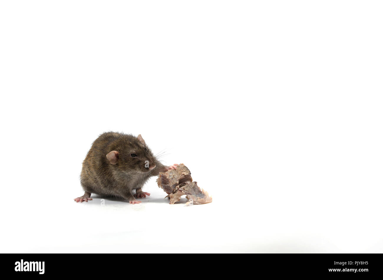 A rat gnaws meat from bones on a white background Stock Photo - Alamy