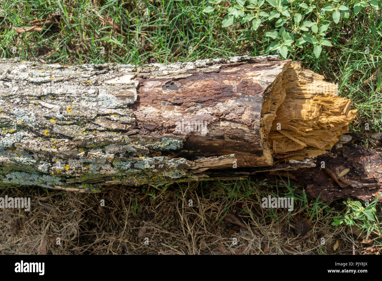 Muted green and yellows hi-res stock photography and images - Alamy