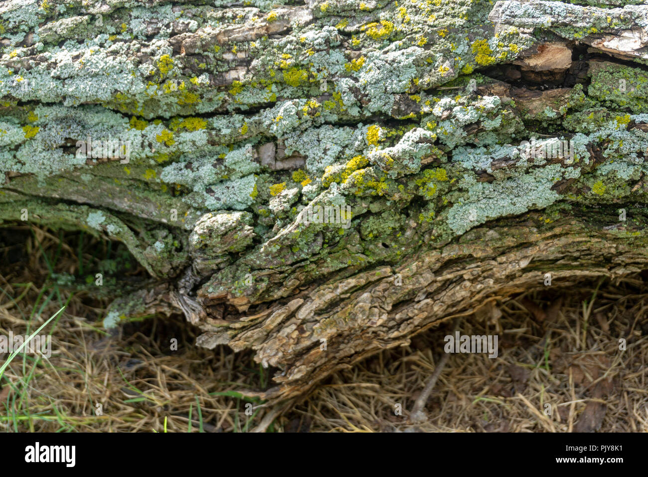 Fallen branch in a field hi-res stock photography and images - Alamy