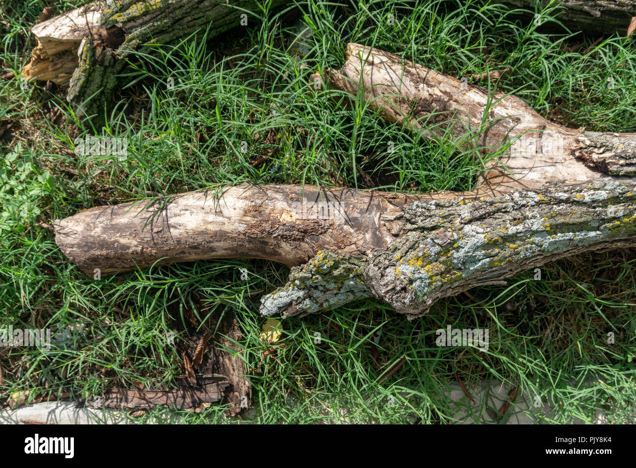 Branches broke grass hi-res stock photography and images - Alamy