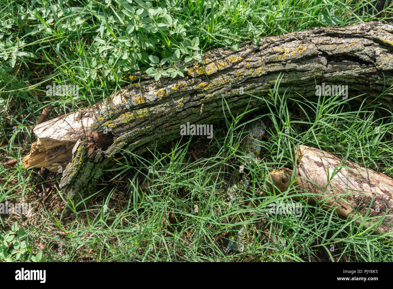 Fallen tree branches in a field in north Texas Stock Photo - Alamy