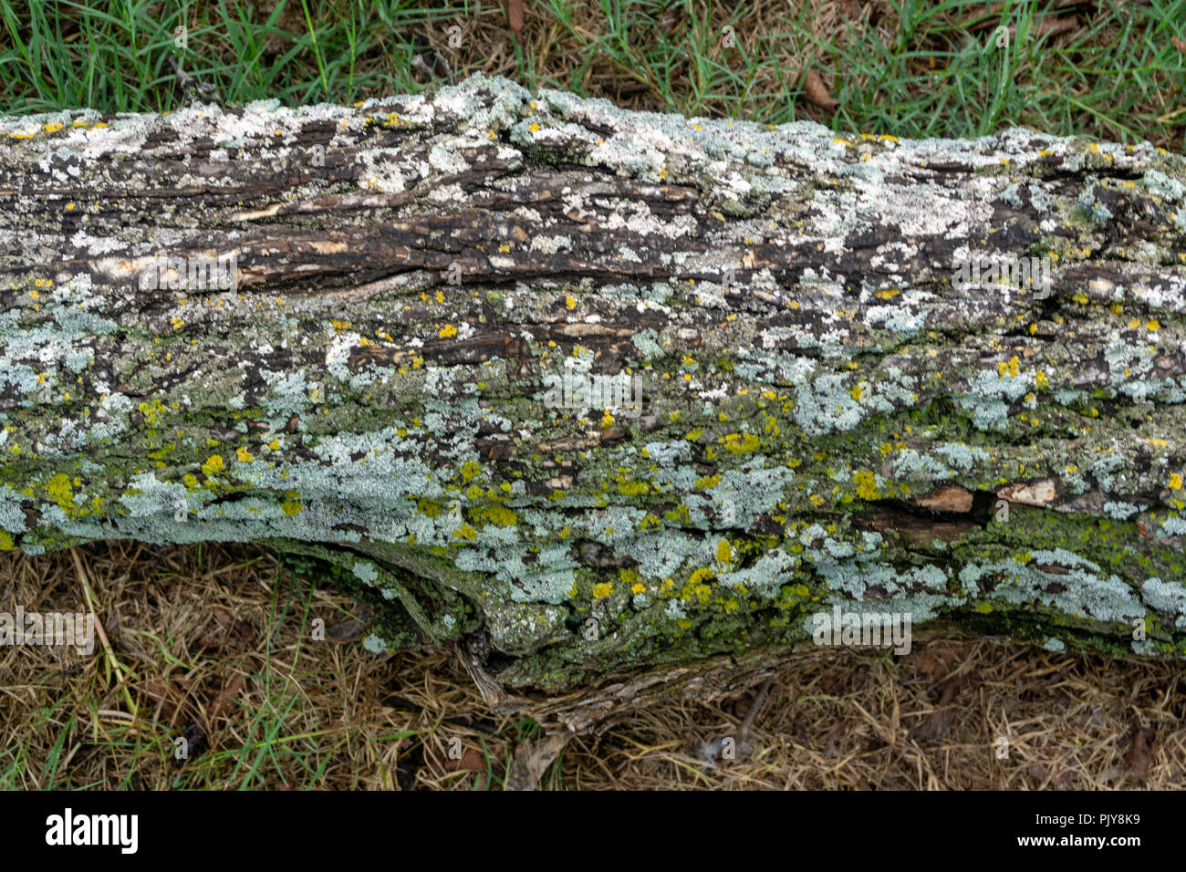Fallen tree branches in a field in north Texas Stock Photo - Alamy