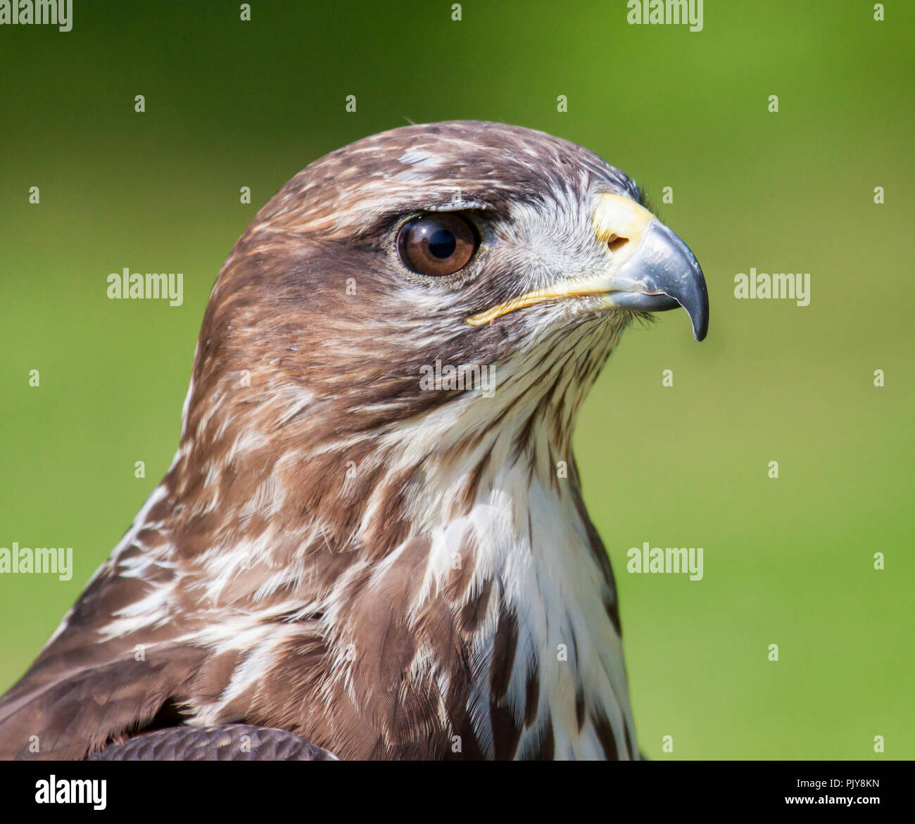 Common Buzzard portrait Stock Photo - Alamy