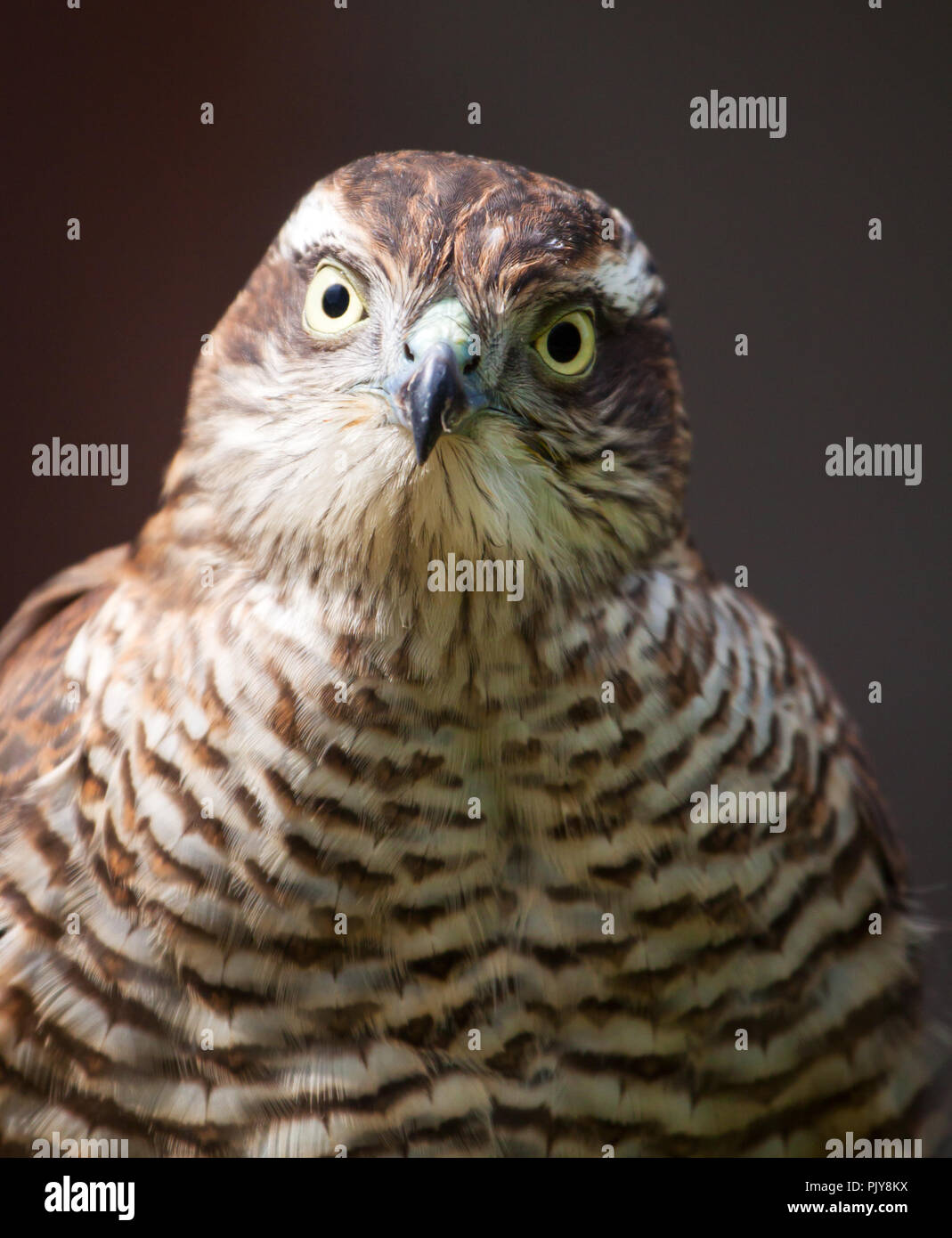 Sparrow Hawk portrait Stock Photo - Alamy