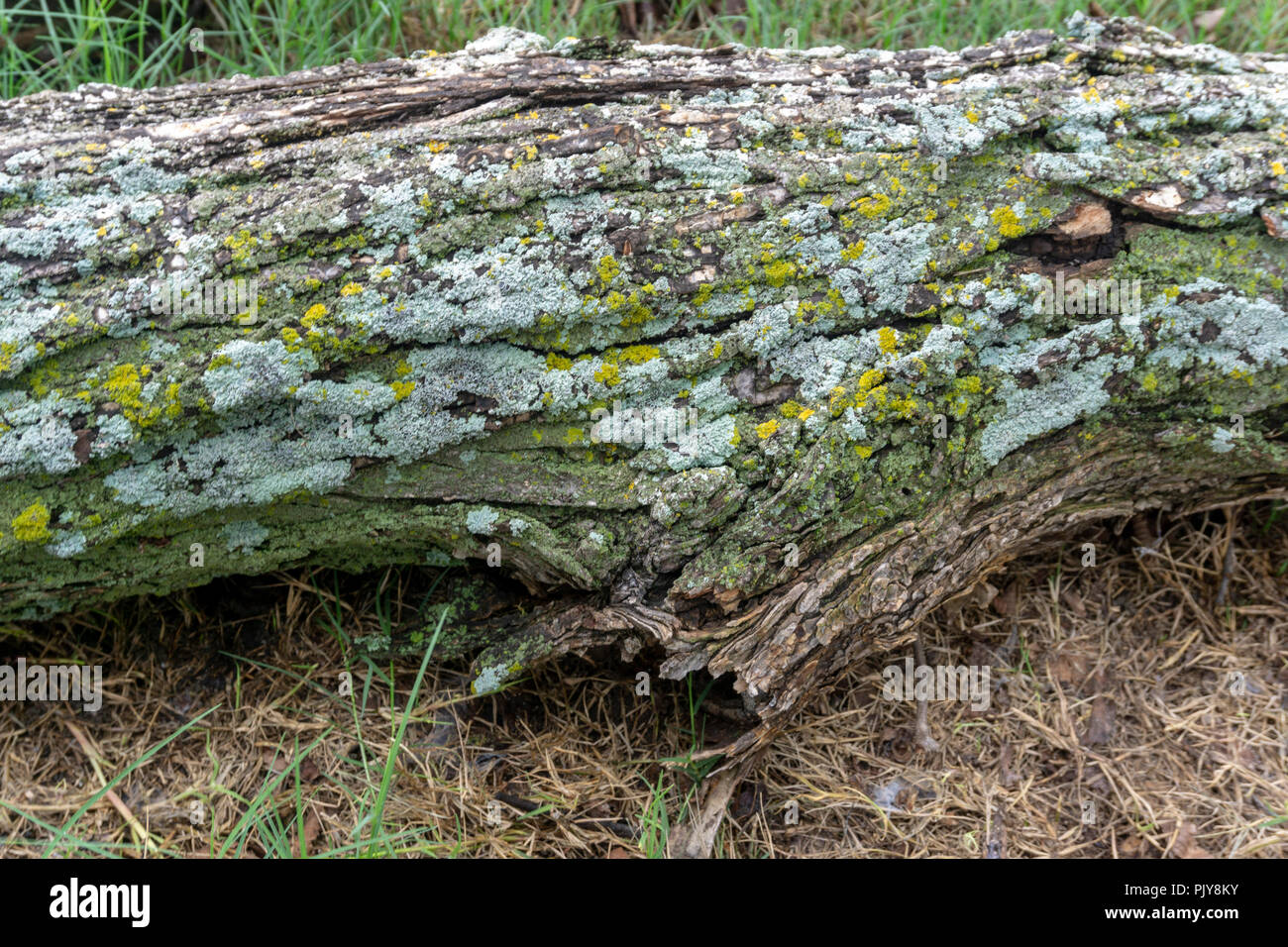 Shaken tree hi-res stock photography and images - Alamy