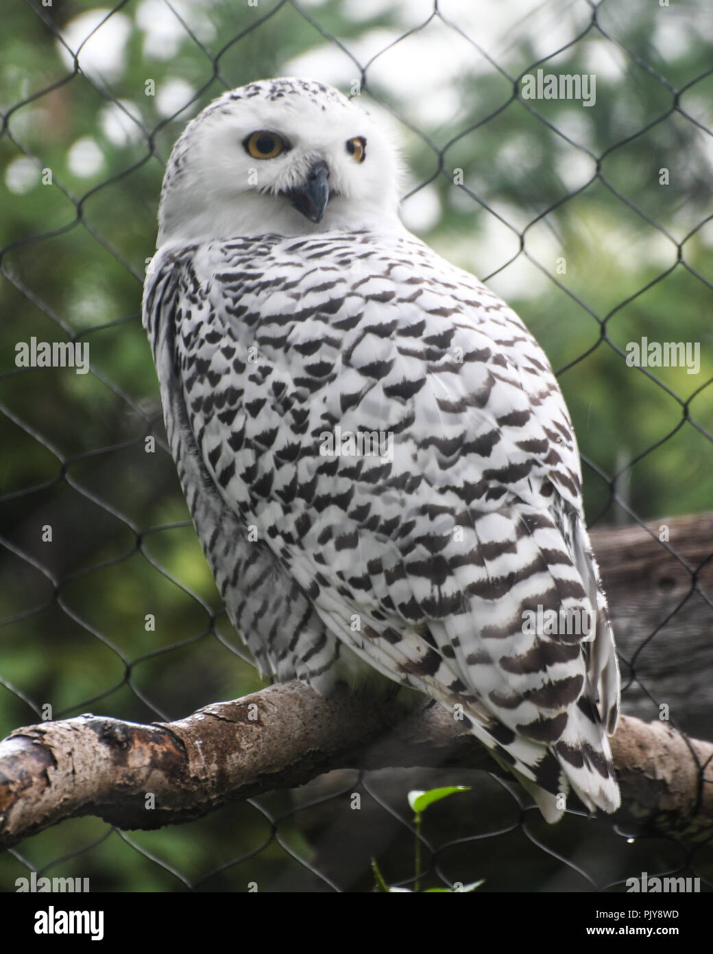 Toronto zoo snow leopard hi-res stock photography and images - Alamy