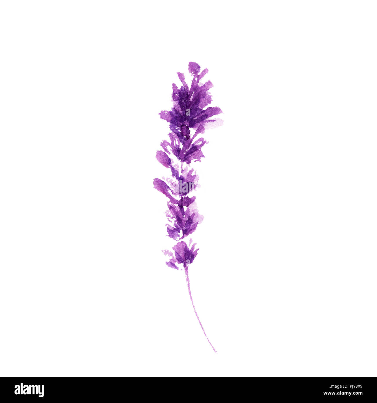 Lavender wildflower hi-res stock photography and images - Alamy