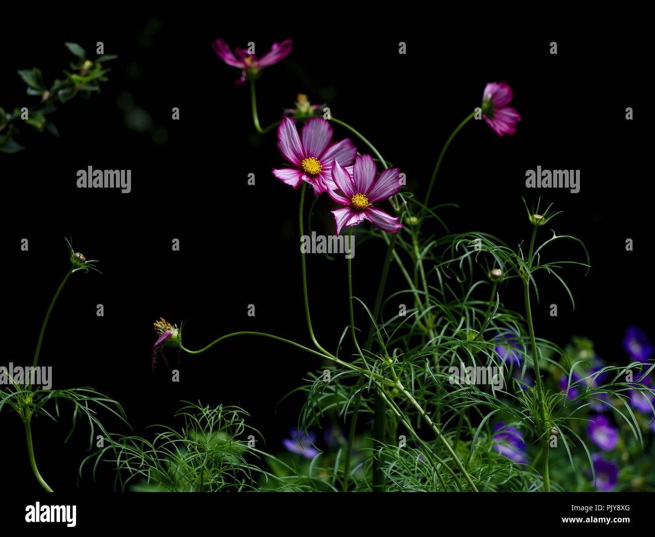 Vulnerable flowers hi-res stock photography and images - Alamy