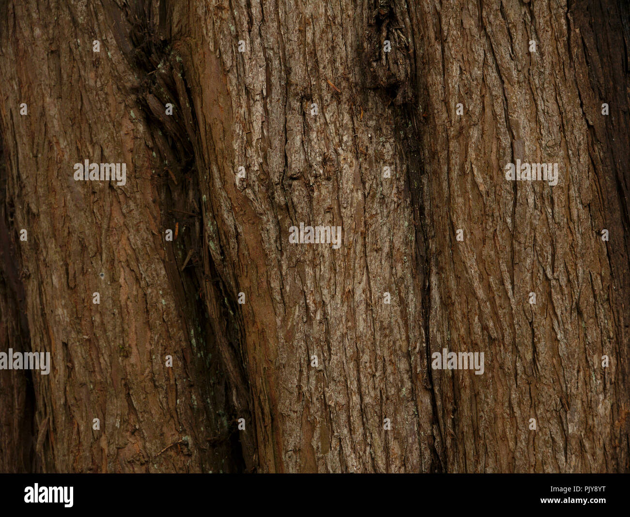 Red Wood Tree Bark Stock Photo - Alamy