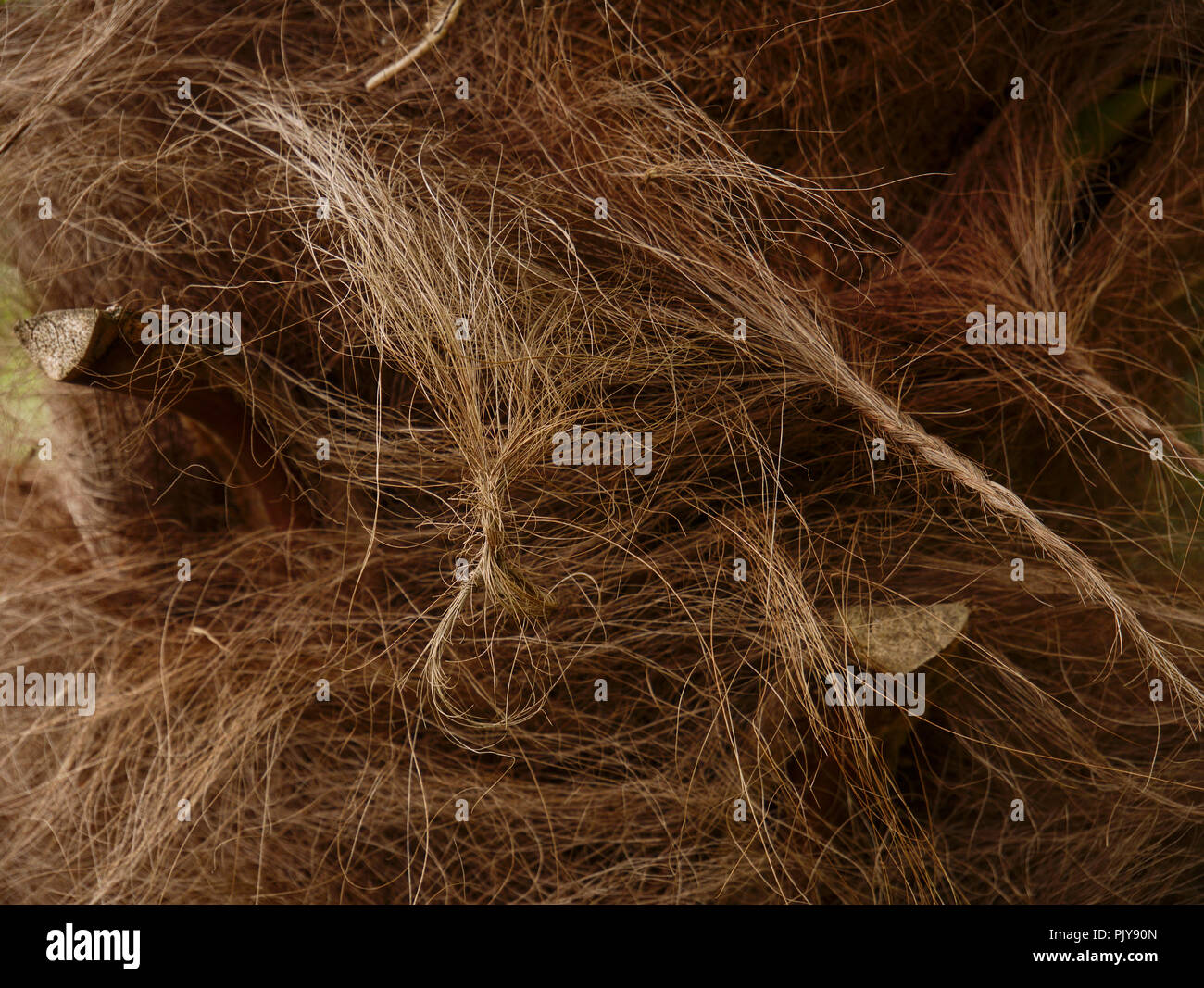 Palm Tree Fuzz Stock Photo - Alamy