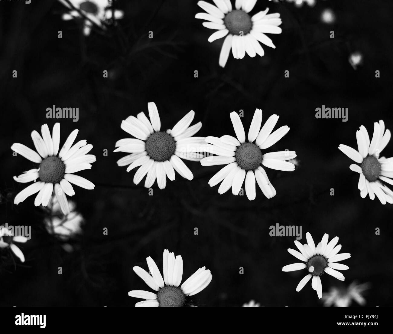 Daisy flower on field Black and White Stock Photos & Images - Alamy