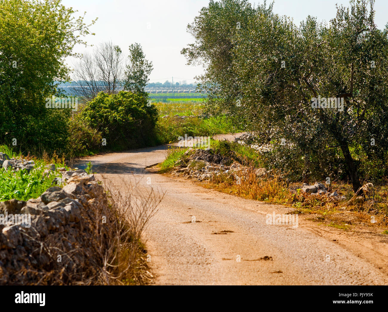rural countryside puglia countryside with dry stone walls and olive ...