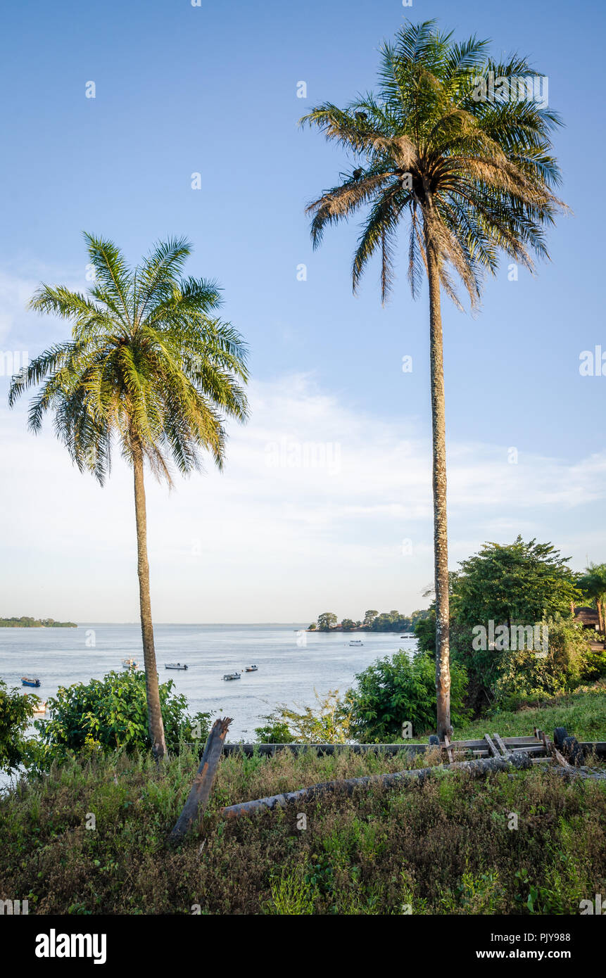 Scenic view over palm trees on tropical island Bubaque, part of the ...