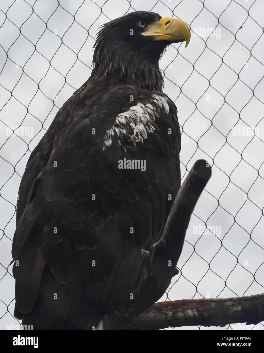 Toronto zoo snow leopard hi-res stock photography and images - Alamy