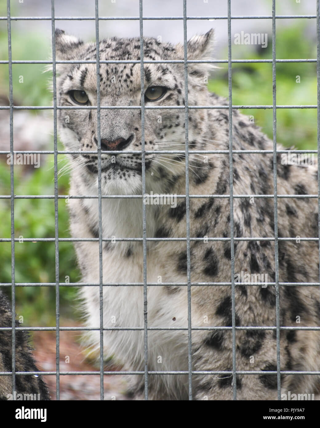 Snow leopards at Toronto Zoo, Canada Stock Photo - Alamy