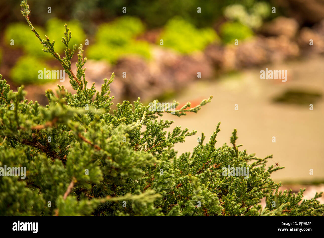 dutch tuia flower plant foliage Stock Photo - Alamy