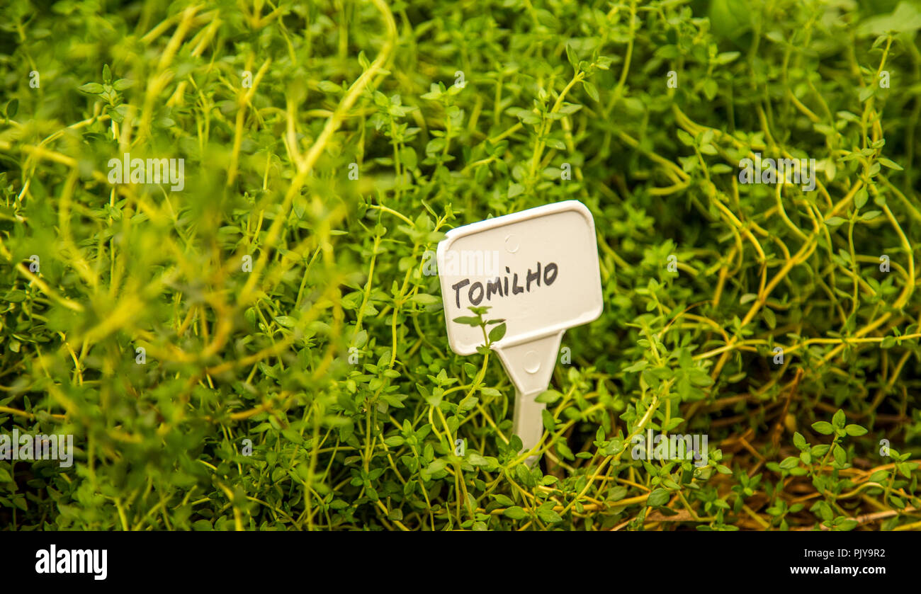 thyme spice nature foliage Stock Photo - Alamy