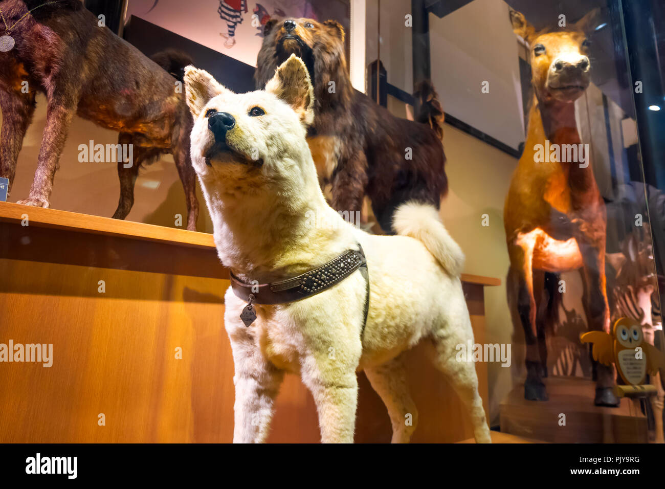 TOKYO, JAPAN - APRIL 29 2018: Hachiko, a faithful Akita Inu dog that ...