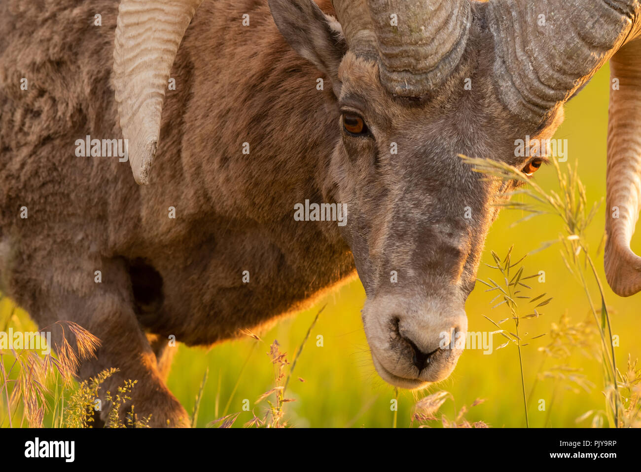 Close up of Bighorn Sheep Bending Down to Graze on field Stock Photo ...