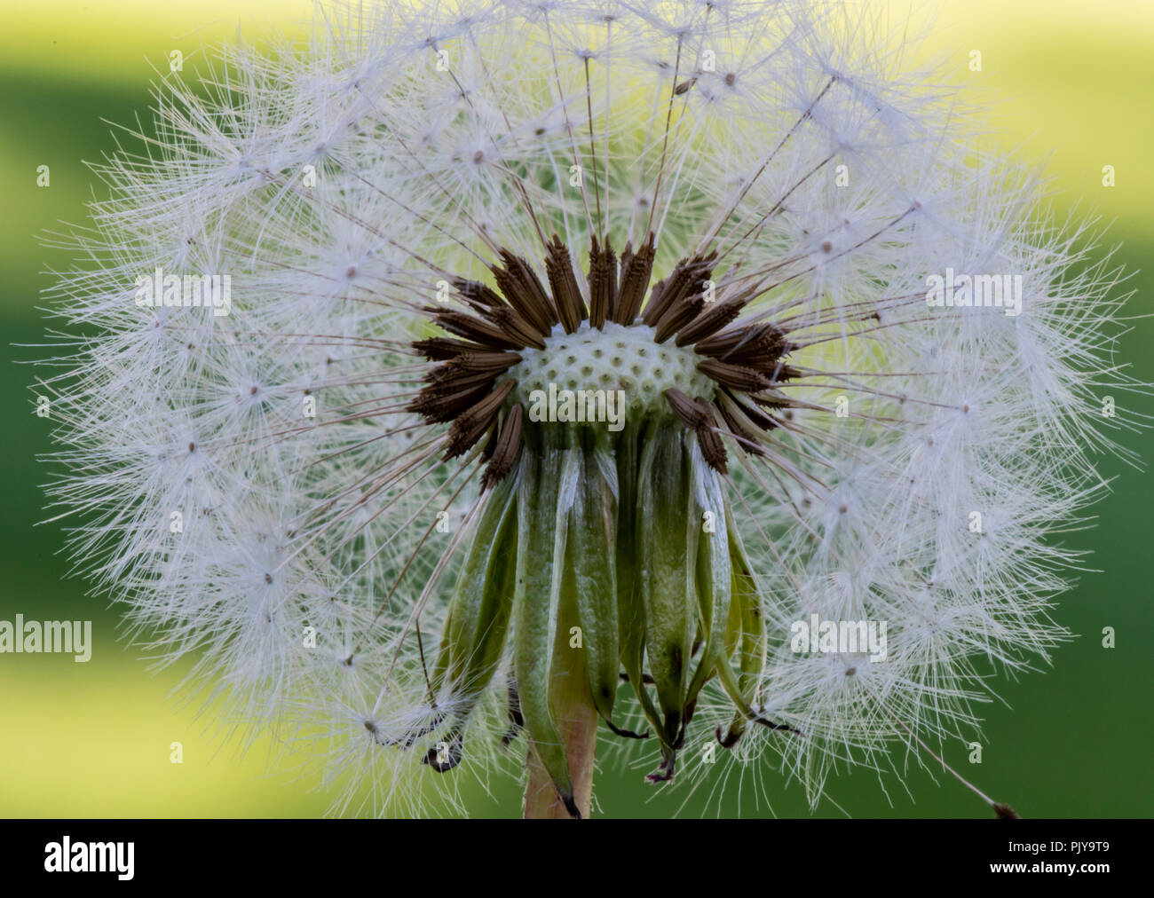Cotton Dandelion Seeds High Resolution Stock Photography and Images - Alamy