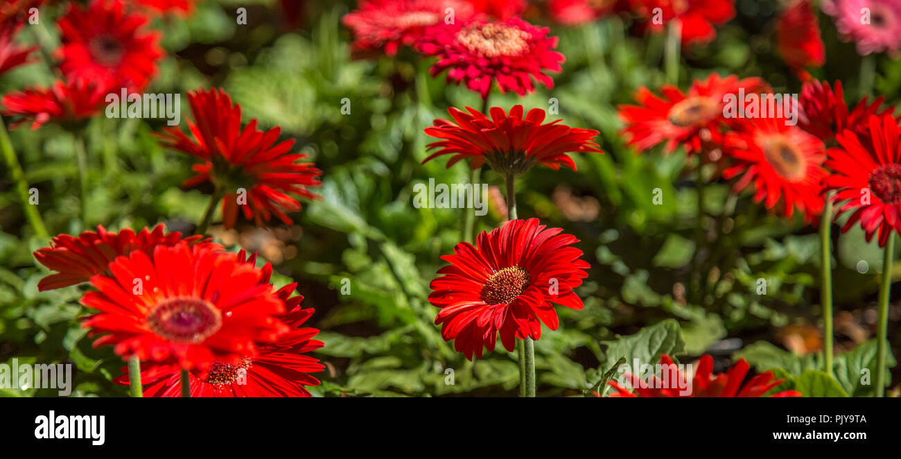 Gerbera flower plant color Stock Photo - Alamy
