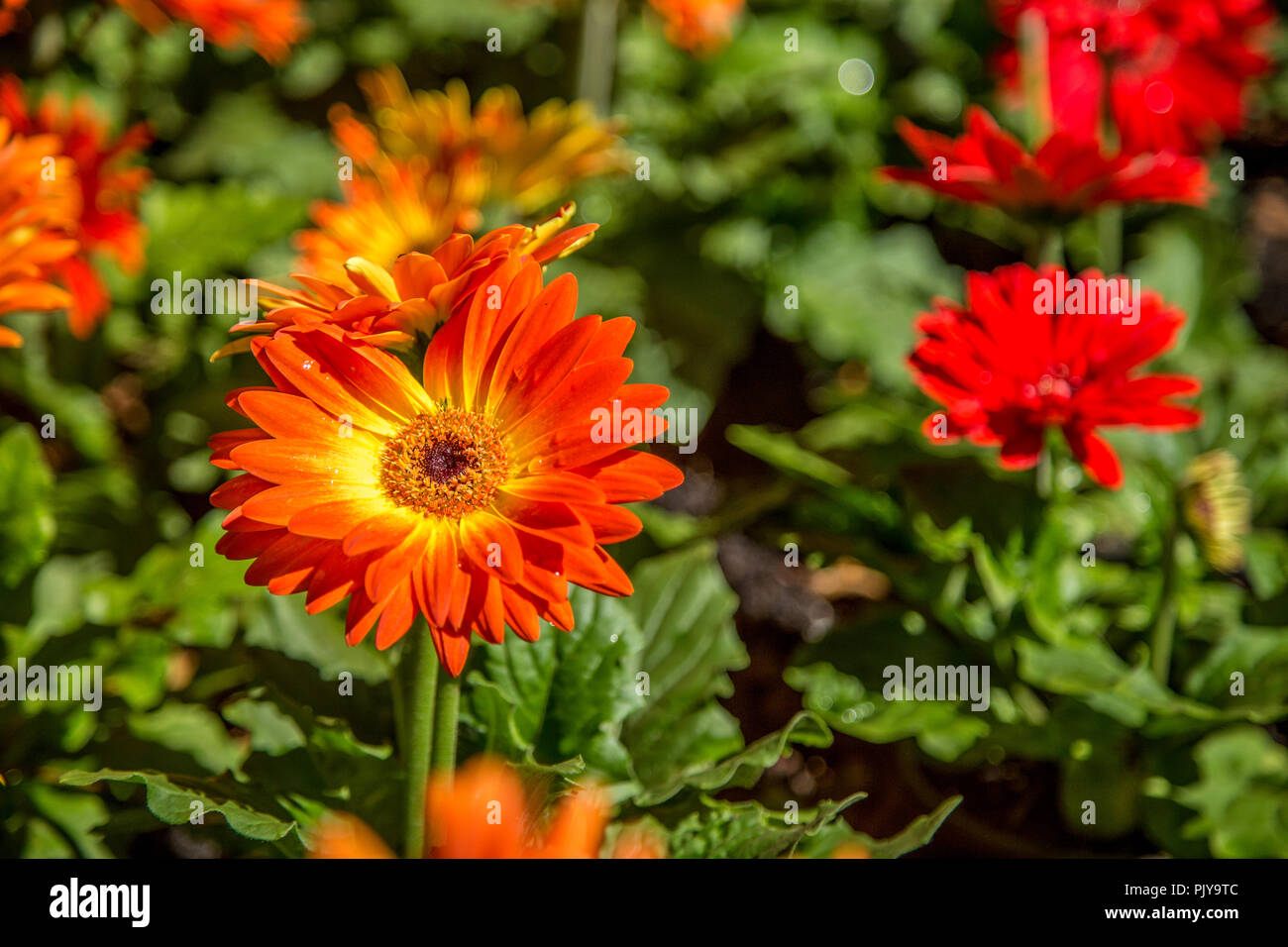 Gerbera flower plant color Stock Photo - Alamy